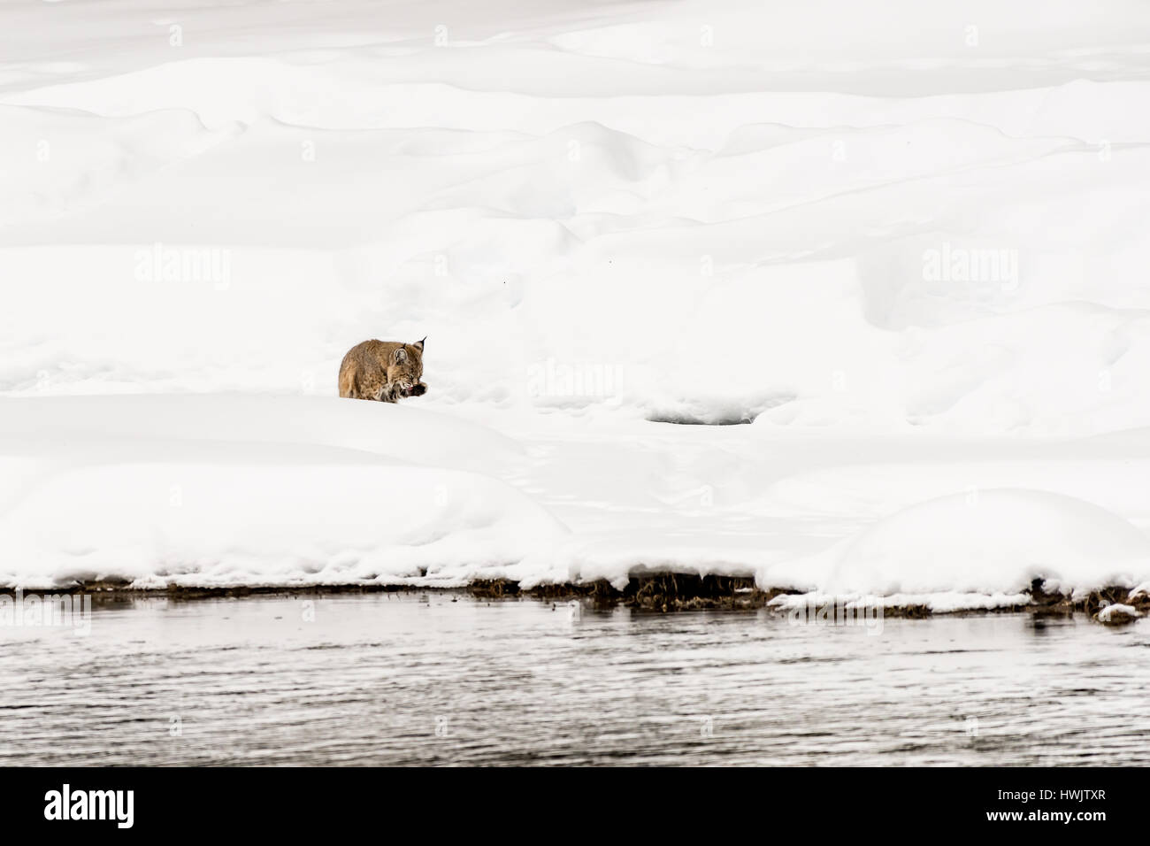 A bobcat (Lynx rufus) hunting for prey along the Madison River in ...