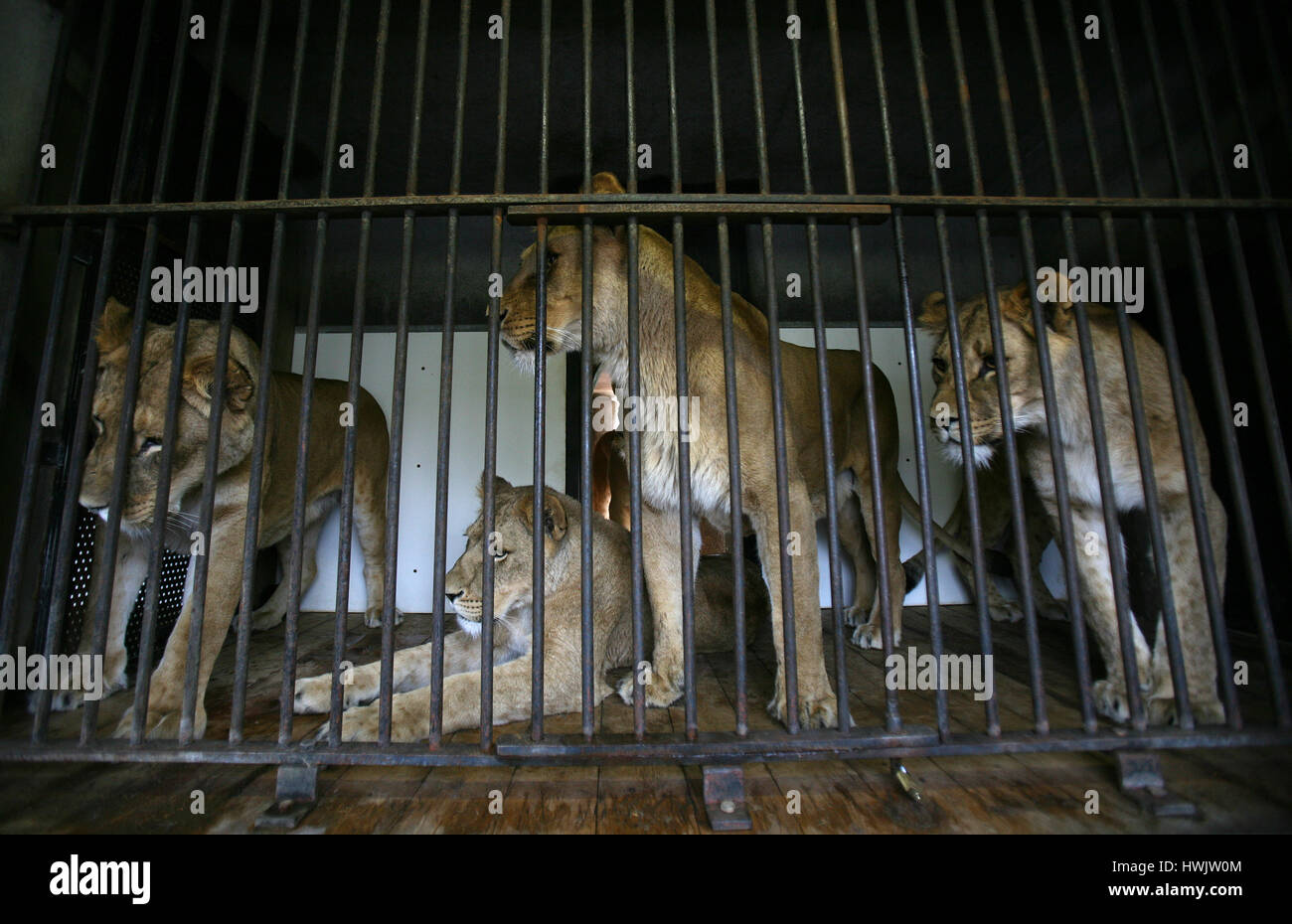 artis: ZOO in the centre of Amsterdam Stock Photo - Alamy
