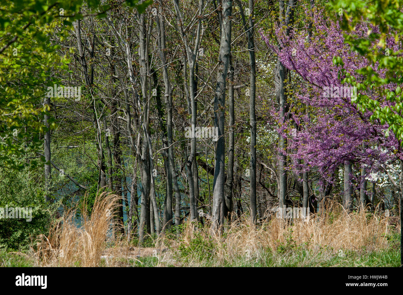 SPRING IN THE FOREST AT BLACK HILLS REGIONAL PARK, BOYDS, MARYLAND ...