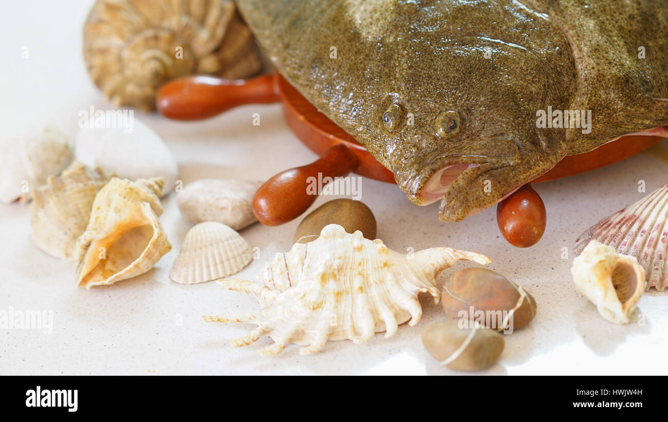 head of fish flounder among pebbles and shells Stock Photo - Alamy