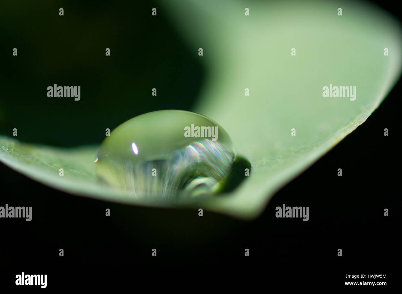 A SINGLE DROP OF WATER LIES ON A GREEN LEAF Stock Photo - Alamy