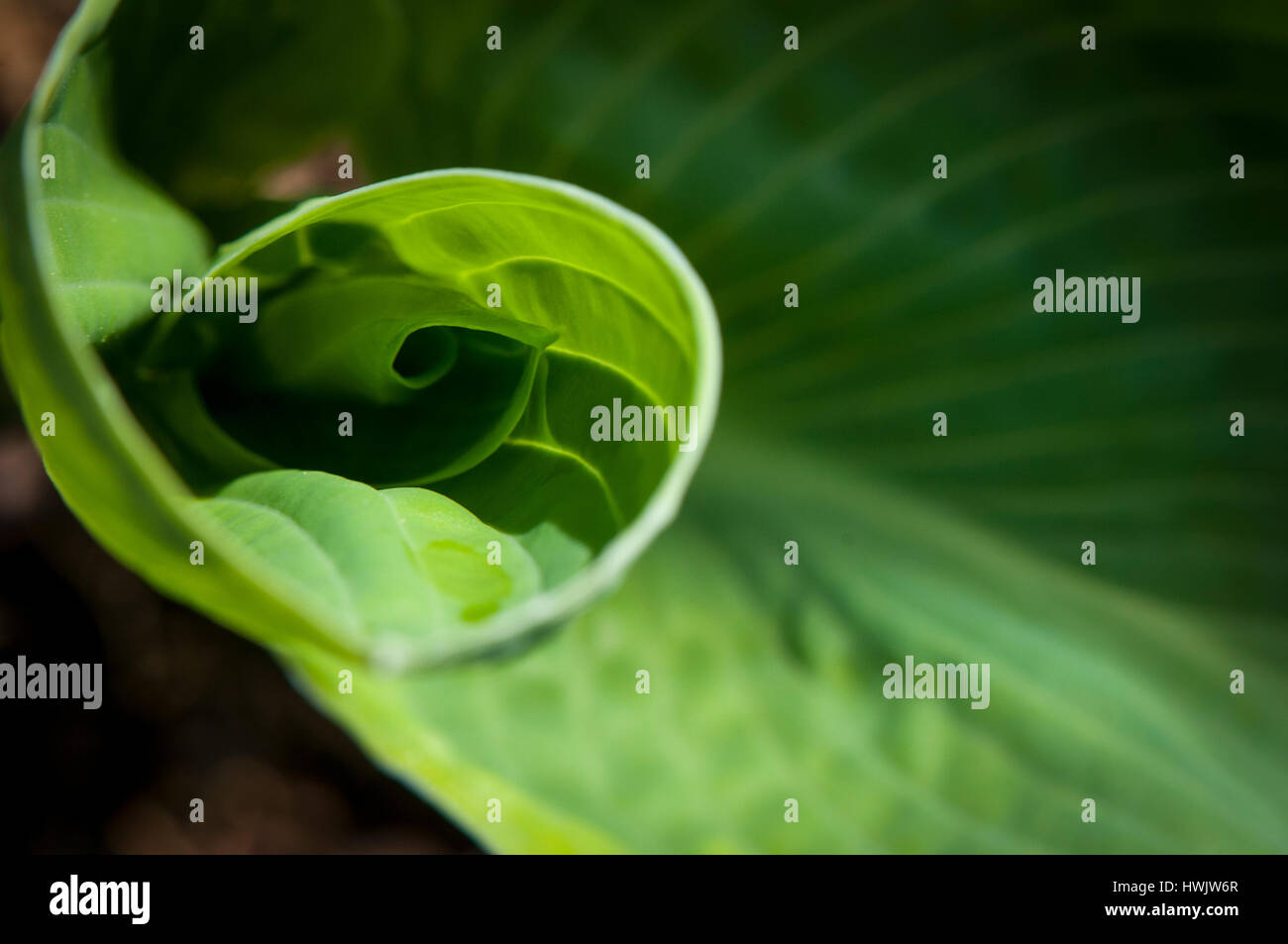 Forming leaf hi-res stock photography and images - Alamy