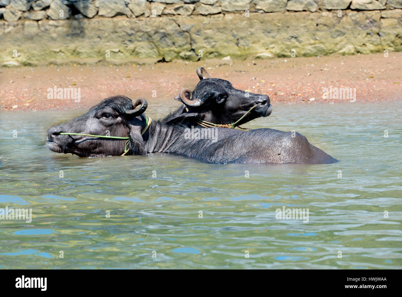 Indian buffalo High Resolution Stock Photography and Images - Alamy