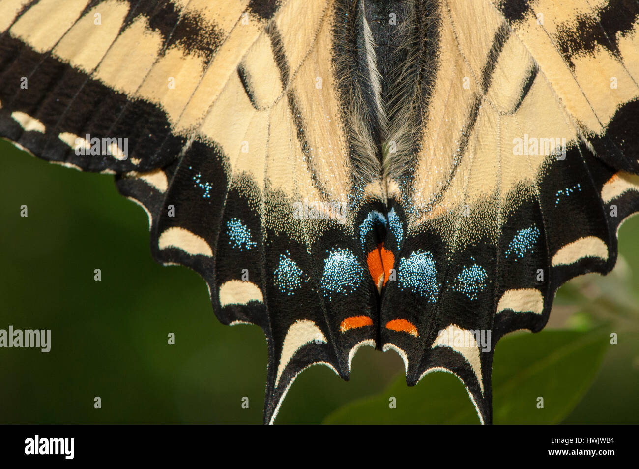 Butterfly Wing Tail