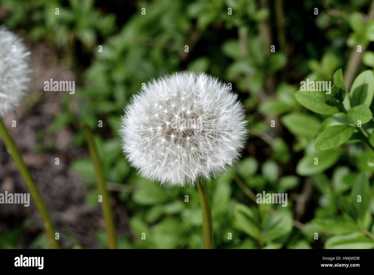 Complete dandelion in summer sun Stock Photo - Alamy