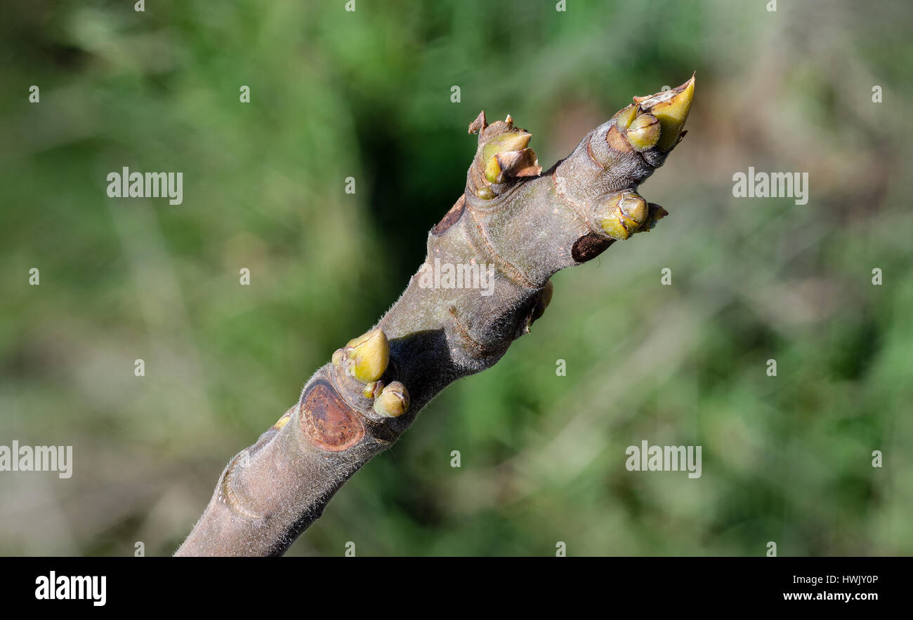 Detail of the a Common fig (Ficus carica) branch with some green ...