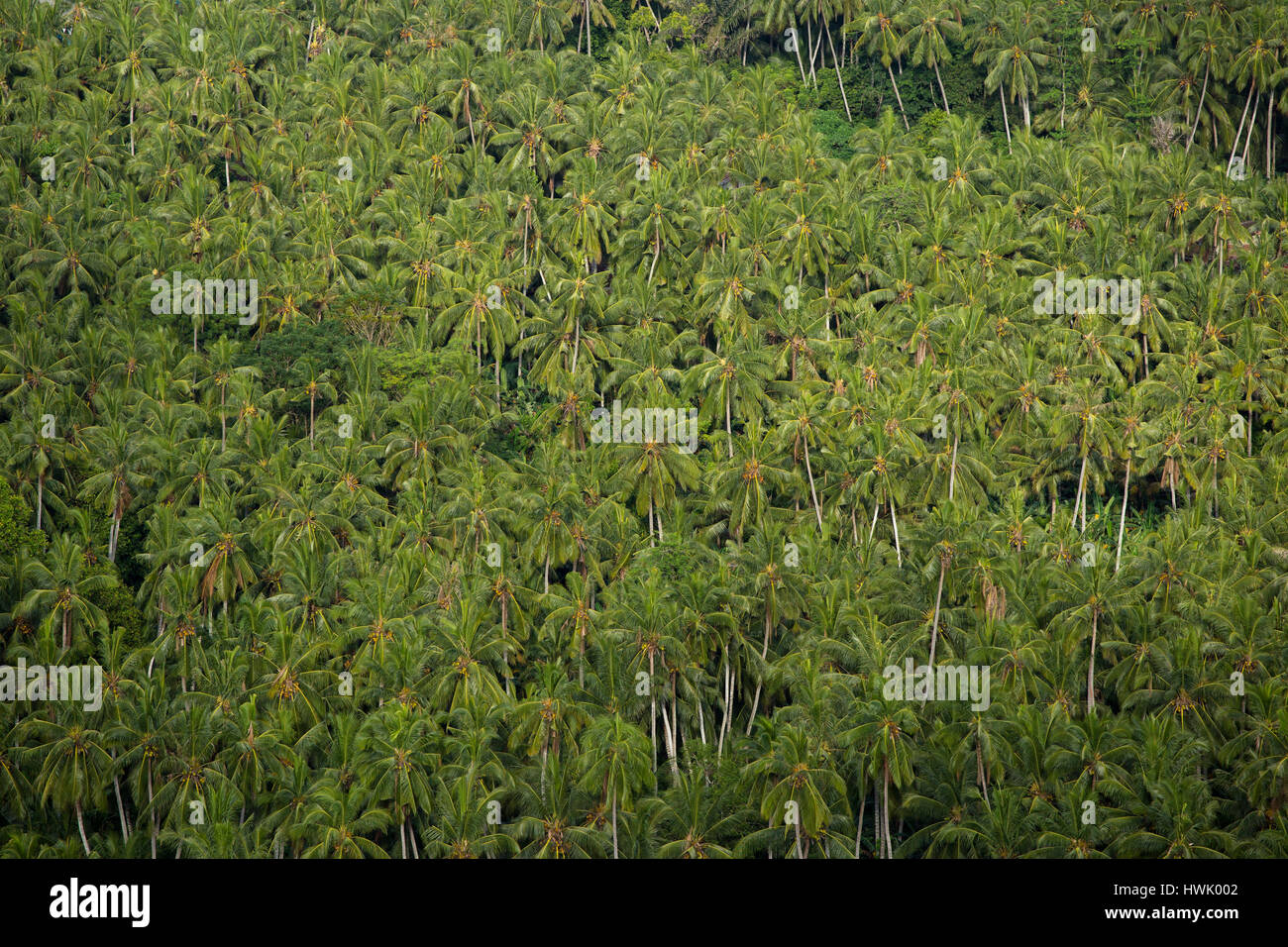 Coconut tree forest hi-res stock photography and images - Alamy