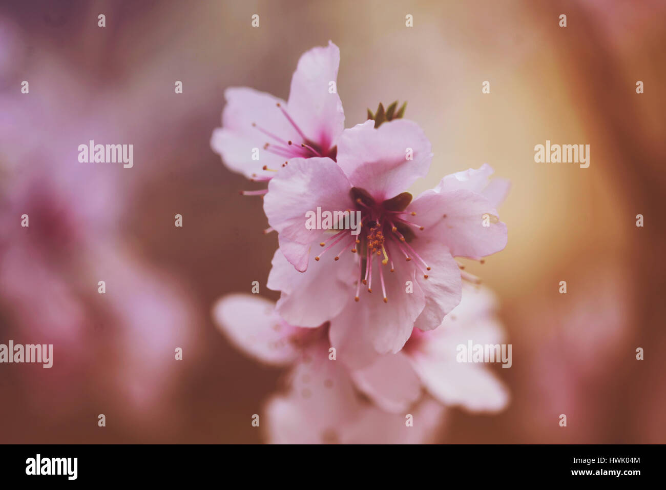blossoms in spring pink Stock Photo - Alamy