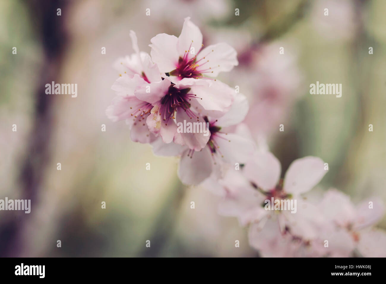 blossoms in spring pink Stock Photo - Alamy