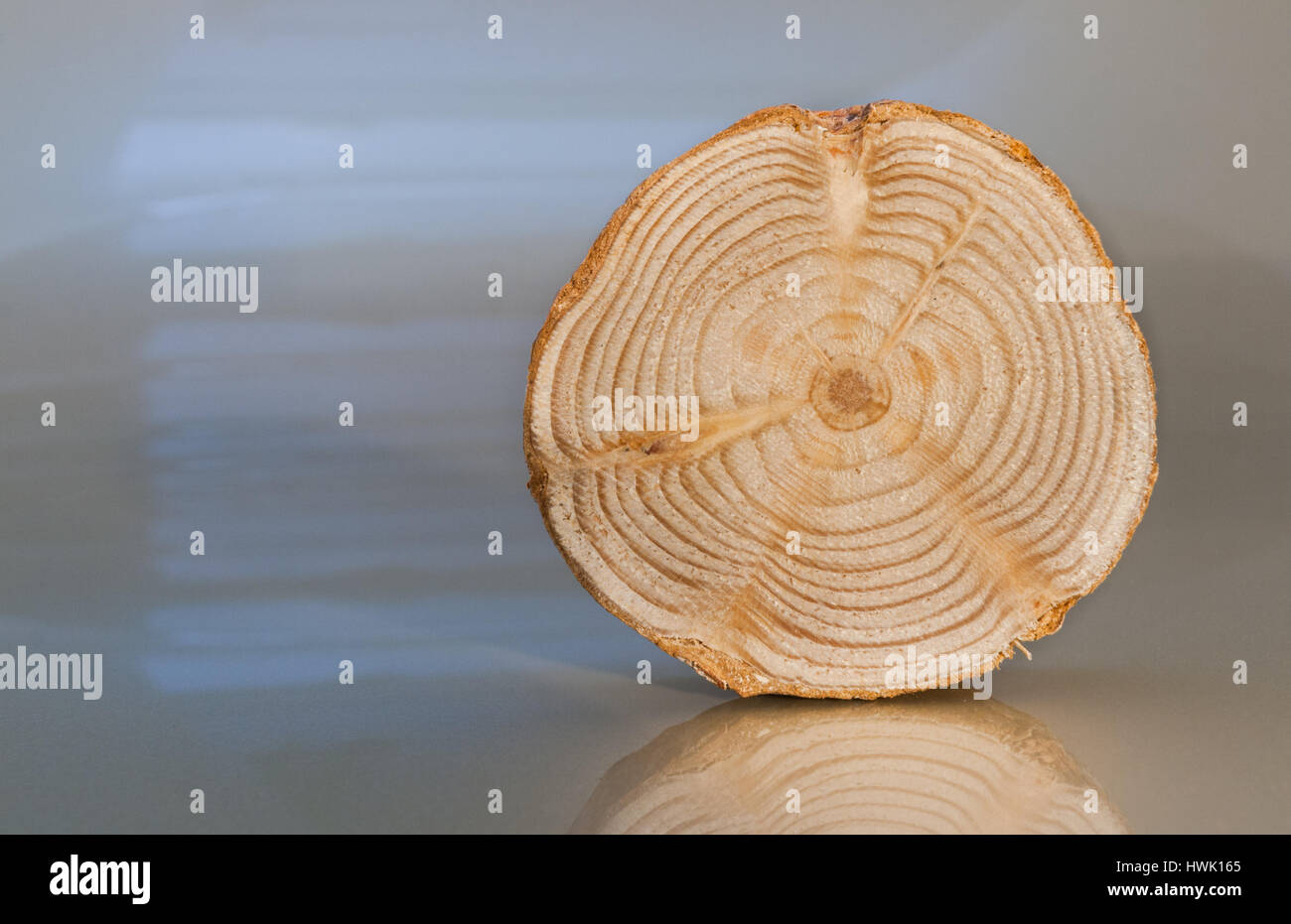 One transverse unpolished pine saw cut with annual rings and twigs ...