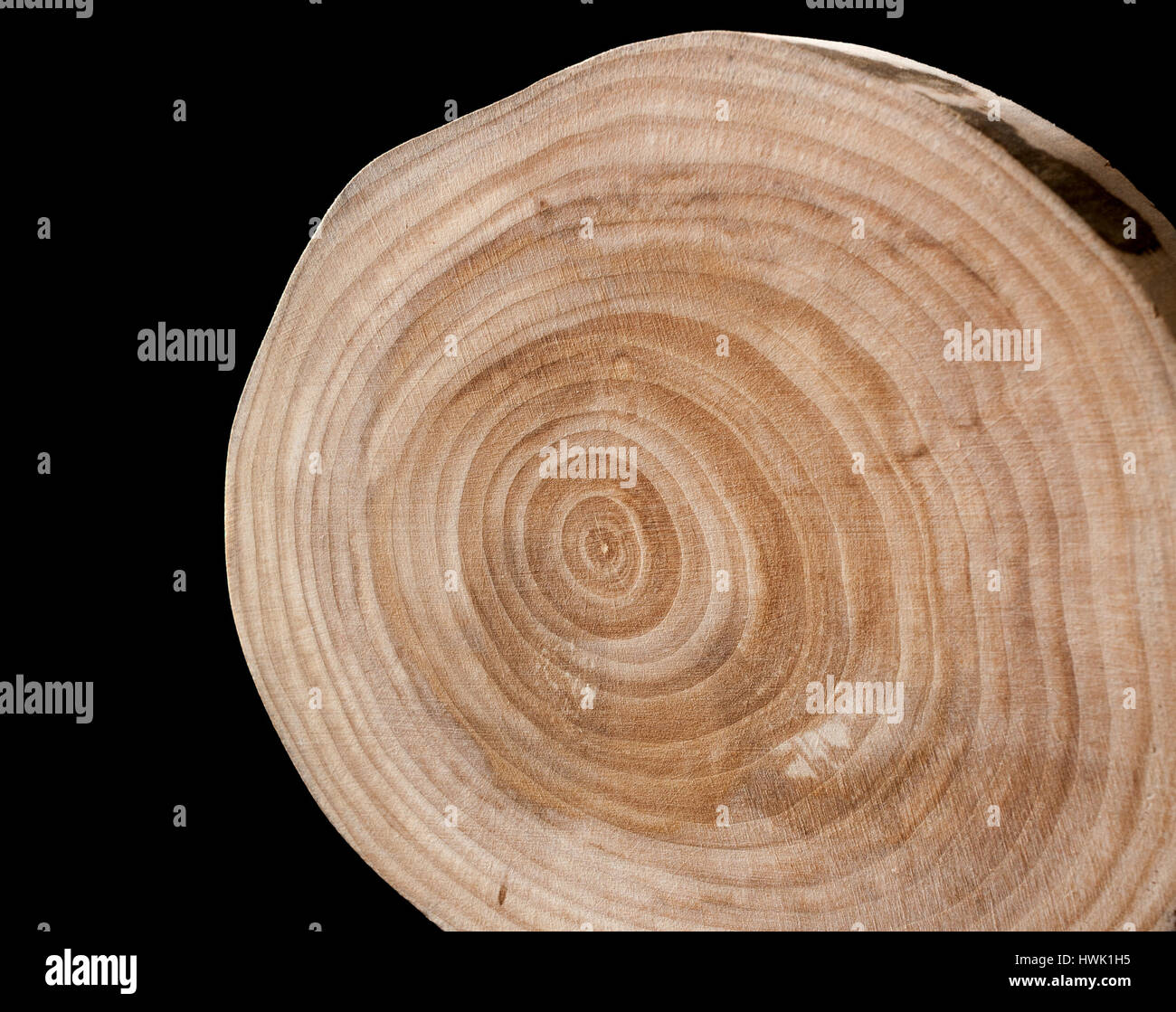One birch is cut vertically and diagonally on a black background Stock ...