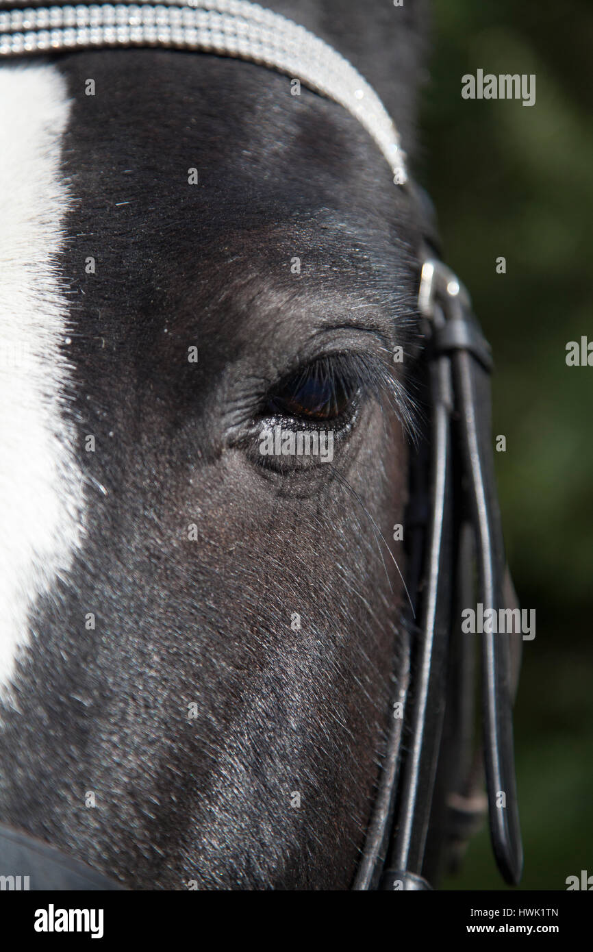 brown and white horses face in close up Stock Photo - Alamy