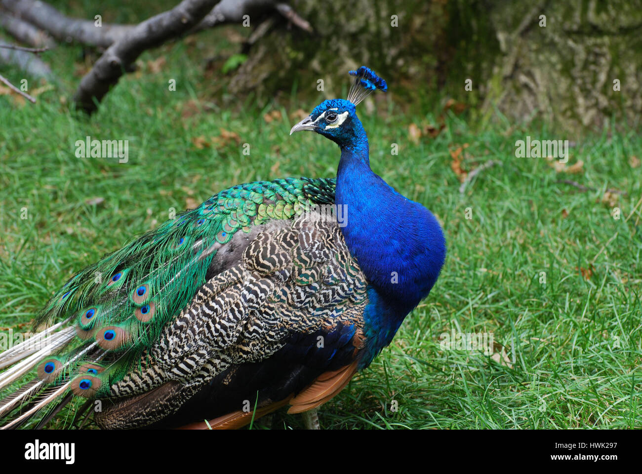 Peacock looking back over his shoulder Stock Photo - Alamy