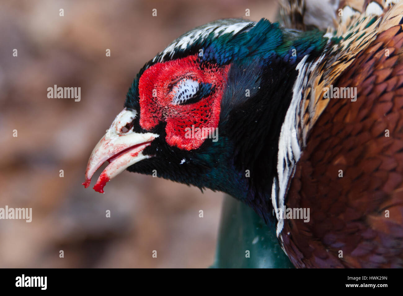 Dead Pheasant With Blood Dripping from Beak Stock Photo - Alamy