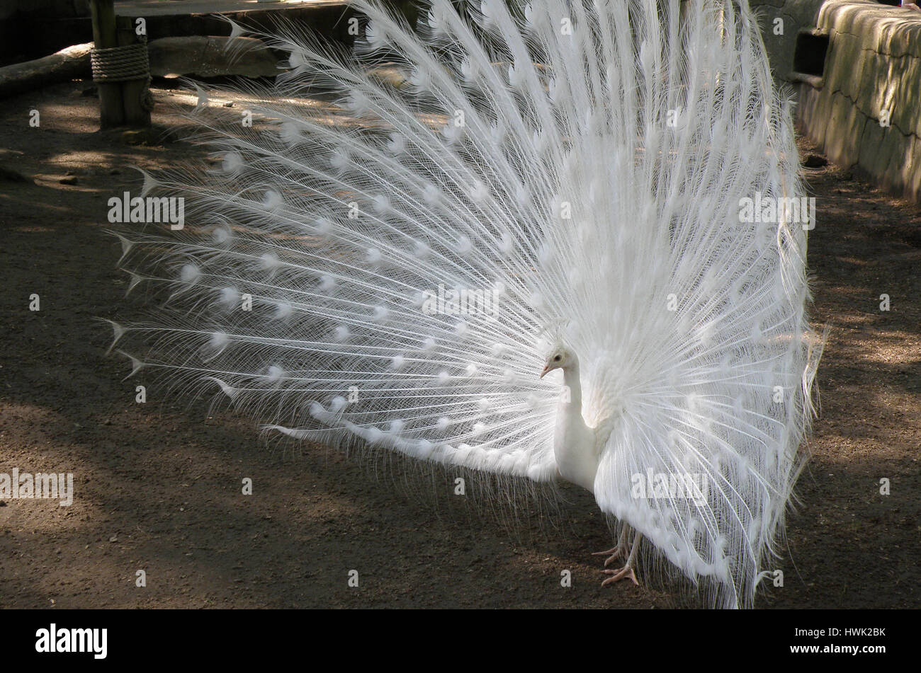 White peacock with his feathers flared for all to see Stock Photo - Alamy