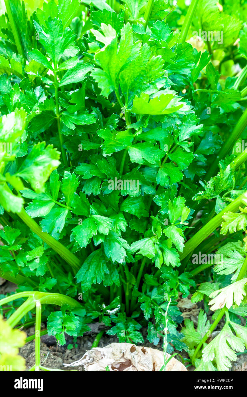 Crunchy plants hi-res stock photography and images - Alamy