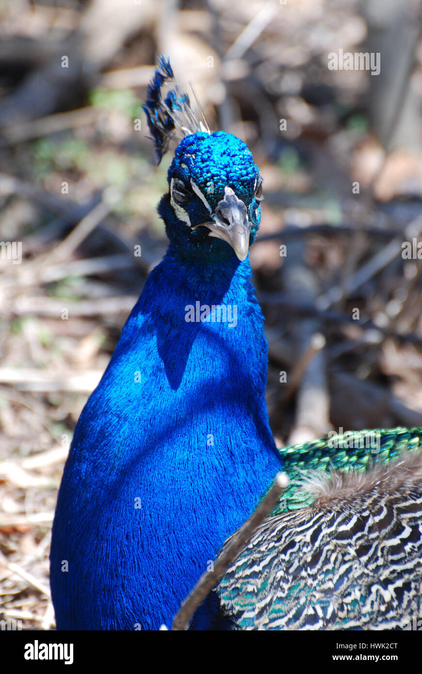 Beautiful blue peafowl bird with cobalt blue feathers Stock Photo - Alamy