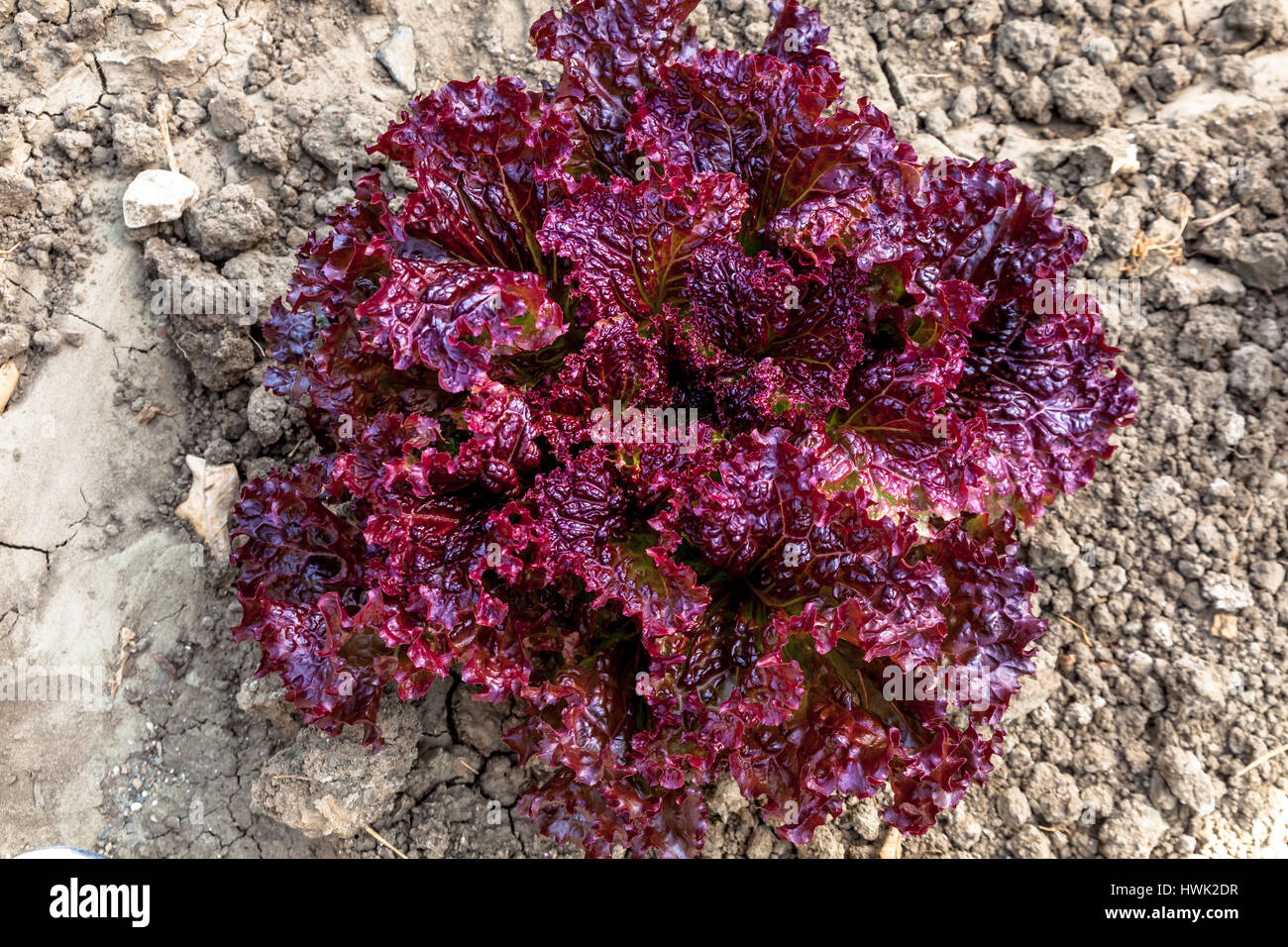 Composition of purple lettuce on a soil background Stock Photo - Alamy