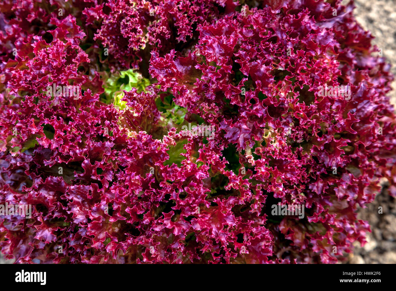 Composition of purple lettuce on a soil background Stock Photo - Alamy