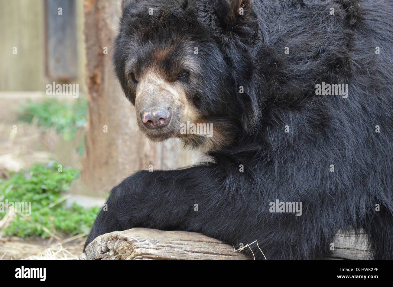 American black bear log hi-res stock photography and images - Alamy