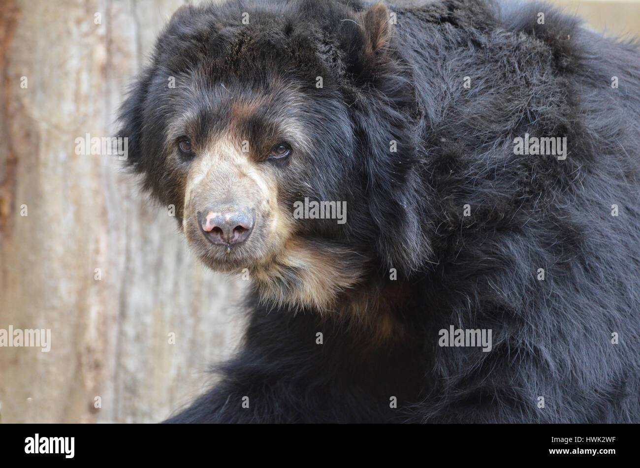 Gorgeous face of a wild American Black Bear up close Stock Photo - Alamy