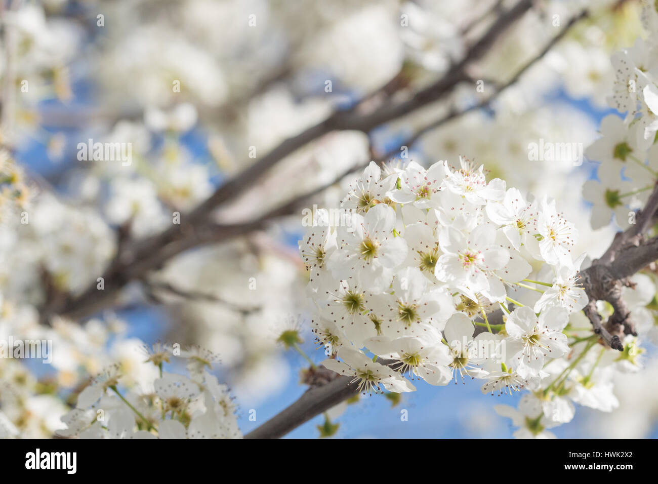 Blooming tree narrow branches hi-res stock photography and images - Alamy