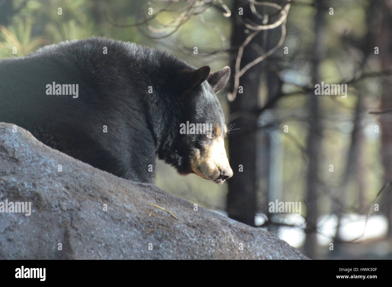 A black bear climbed up on a rock in the wilderness Stock Photo - Alamy