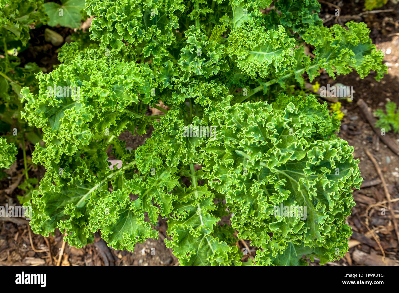 Composition of bunches of kale on a soil background Stock Photo - Alamy