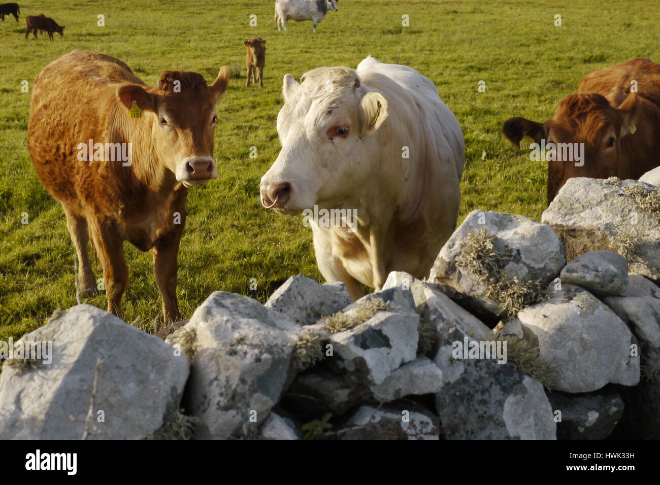 Cows in a Field.Cows in an Irish field Stock Photo - Alamy