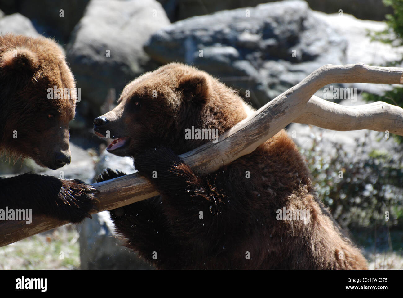 Brown bears on a log hi-res stock photography and images - Alamy