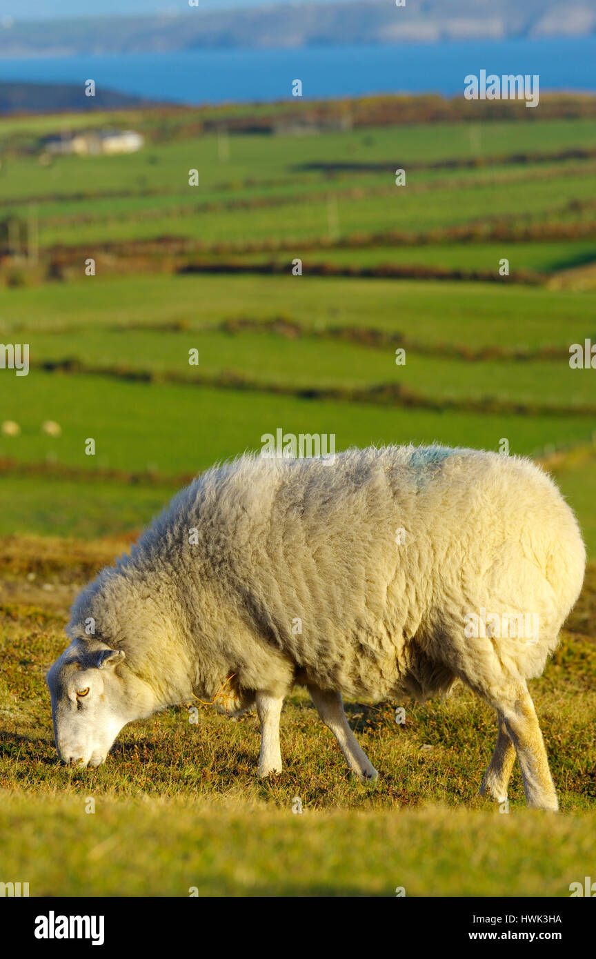 Llyn peninsula wales hi-res stock photography and images - Alamy