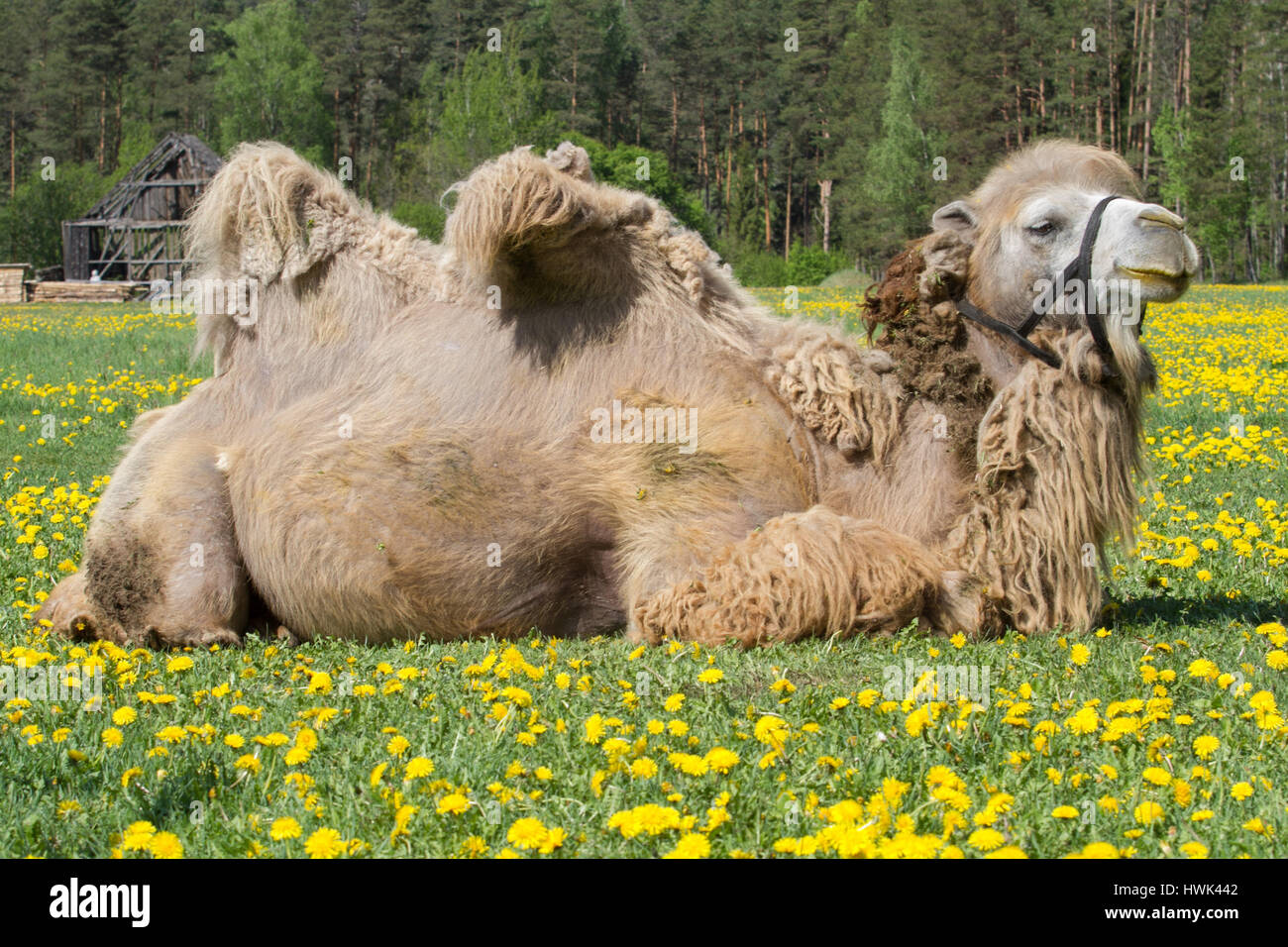 Camel relax in hot sunny day Stock Photo - Alamy
