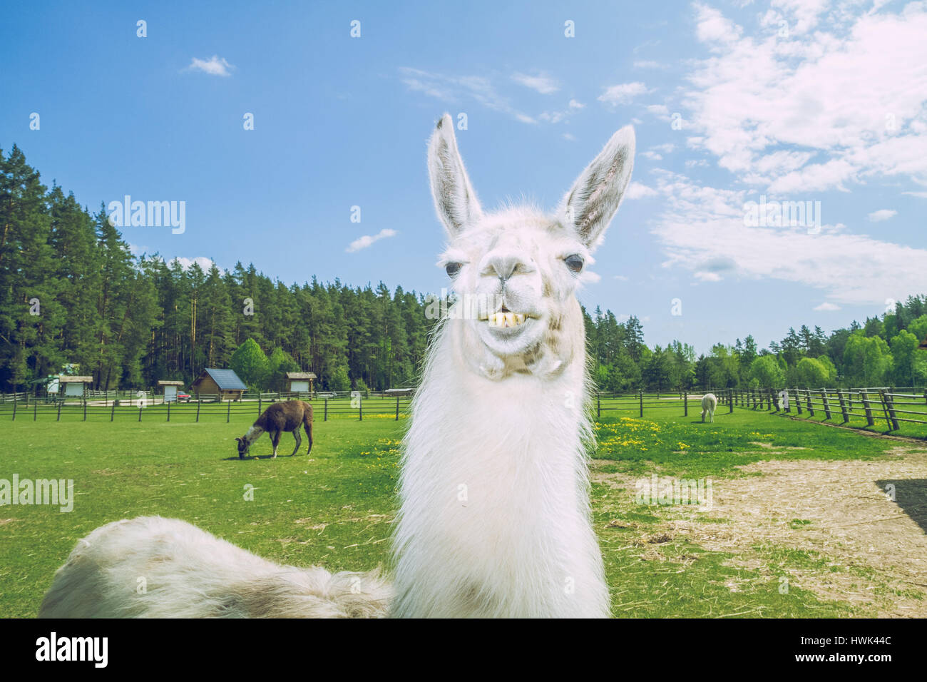 Llama relax in hot sunny day Stock Photo - Alamy