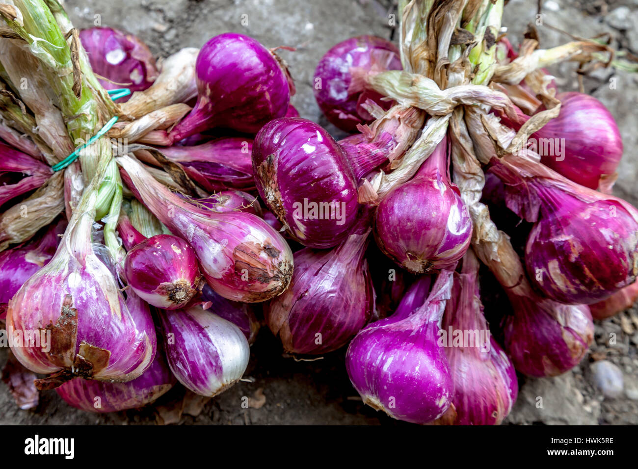 Bunch of red onions in farm soil background Stock Photo - Alamy