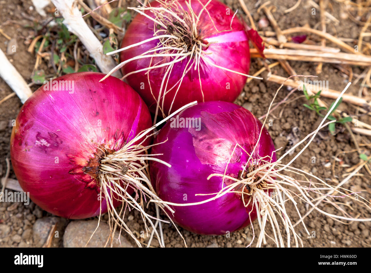 Red onions in soil hi-res stock photography and images - Alamy