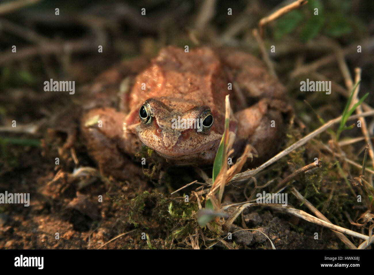 Amphibian reflection wildlife hi-res stock photography and images - Alamy