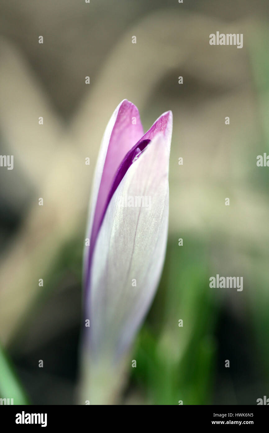 Purple bud hi-res stock photography and images - Alamy