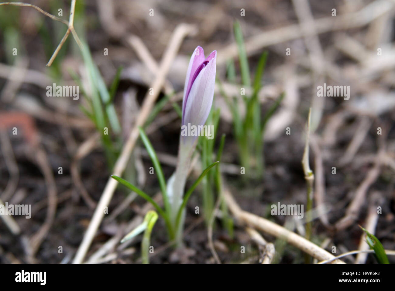 Blossoming Bud of a Crocus growing in the spring thaw Stock Photo - Alamy
