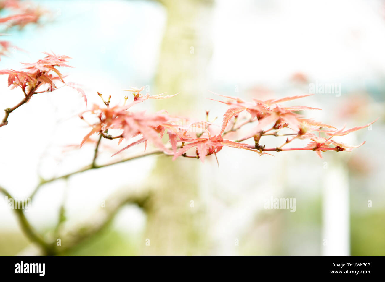 Branch of a miniature Bonsai Maple tree with light passing through the ... Branch of a miniature Bonsai Maple tree with light passing through the ...