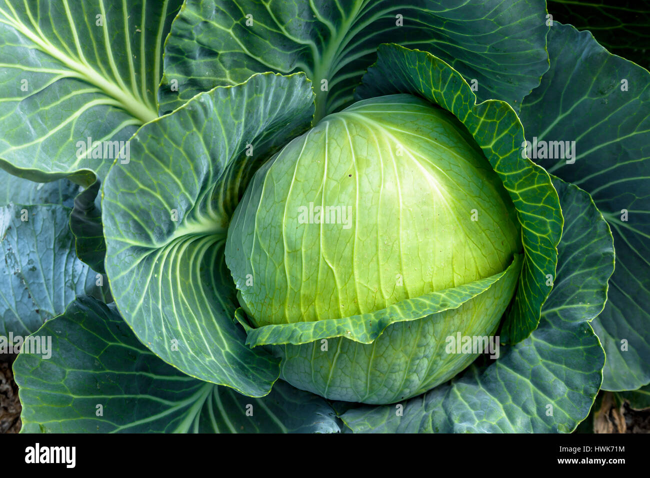 Green cabbage farm product on a soil background Stock Photo - Alamy