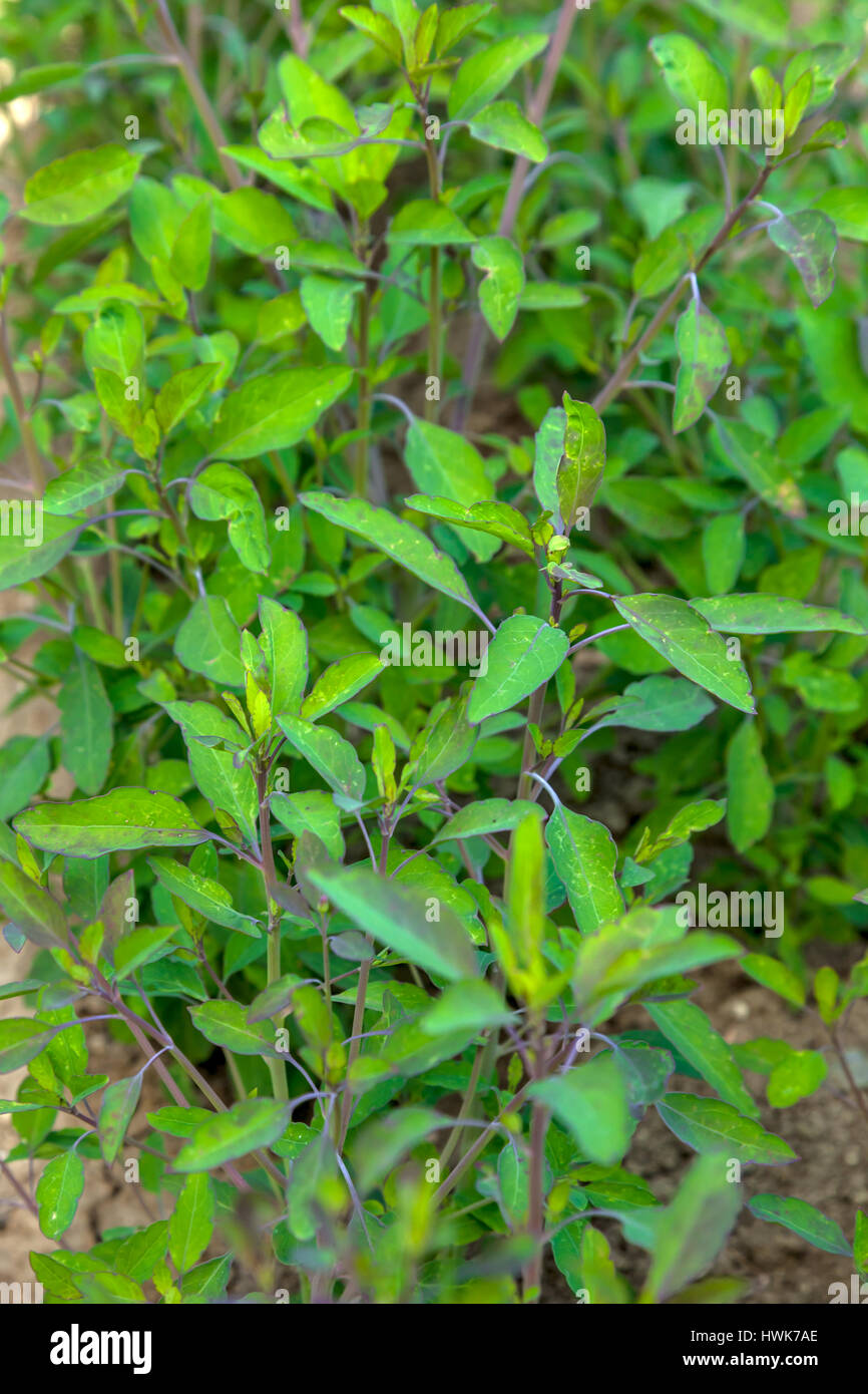 Quirquina hi-res stock photography and images - Alamy