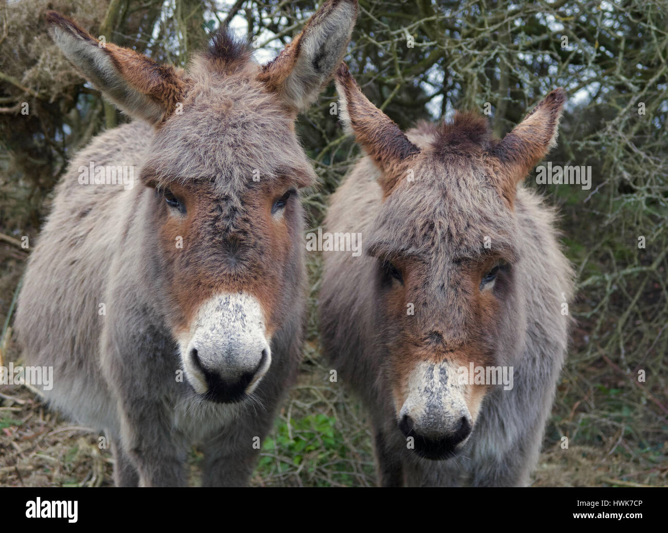 Pair of donkeys in the New Forest National Park, England Stock Photo ...