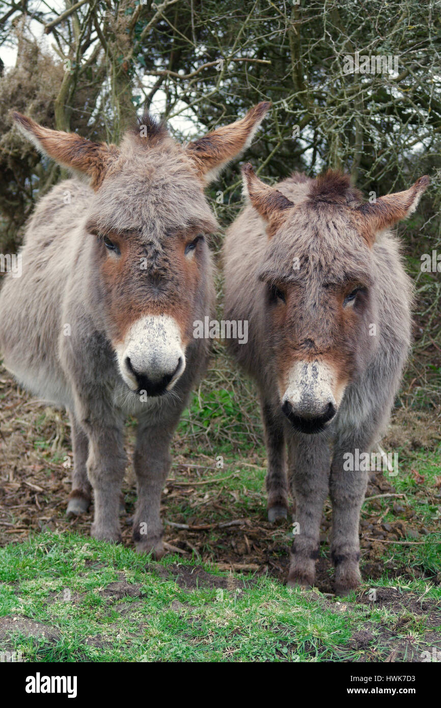 Pair of donkeys in the New Forest National Park, England Stock Photo ...