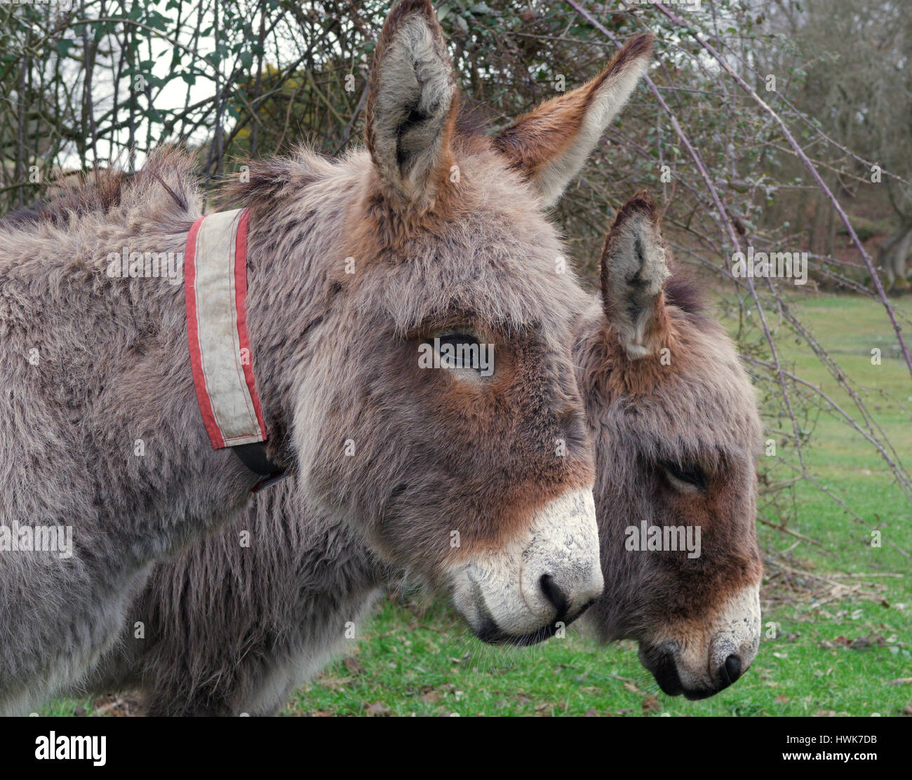 Pair of donkeys in the New Forest National Park, England Stock Photo ...