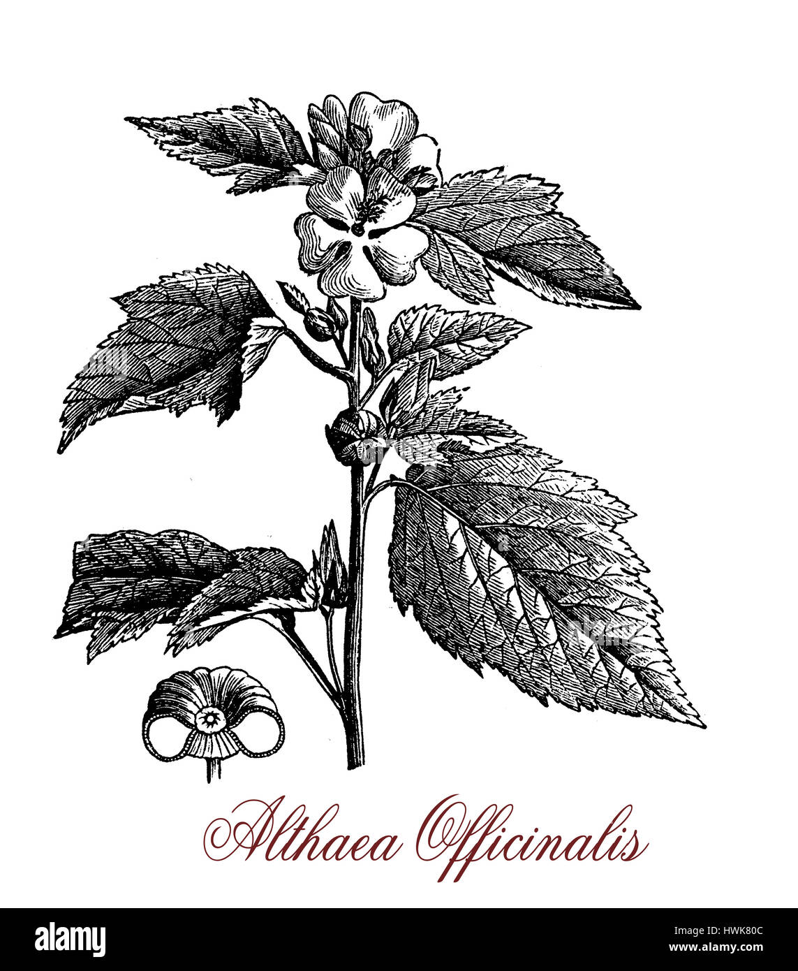 Althaea officinalis illustration hi-res stock photography and images ...