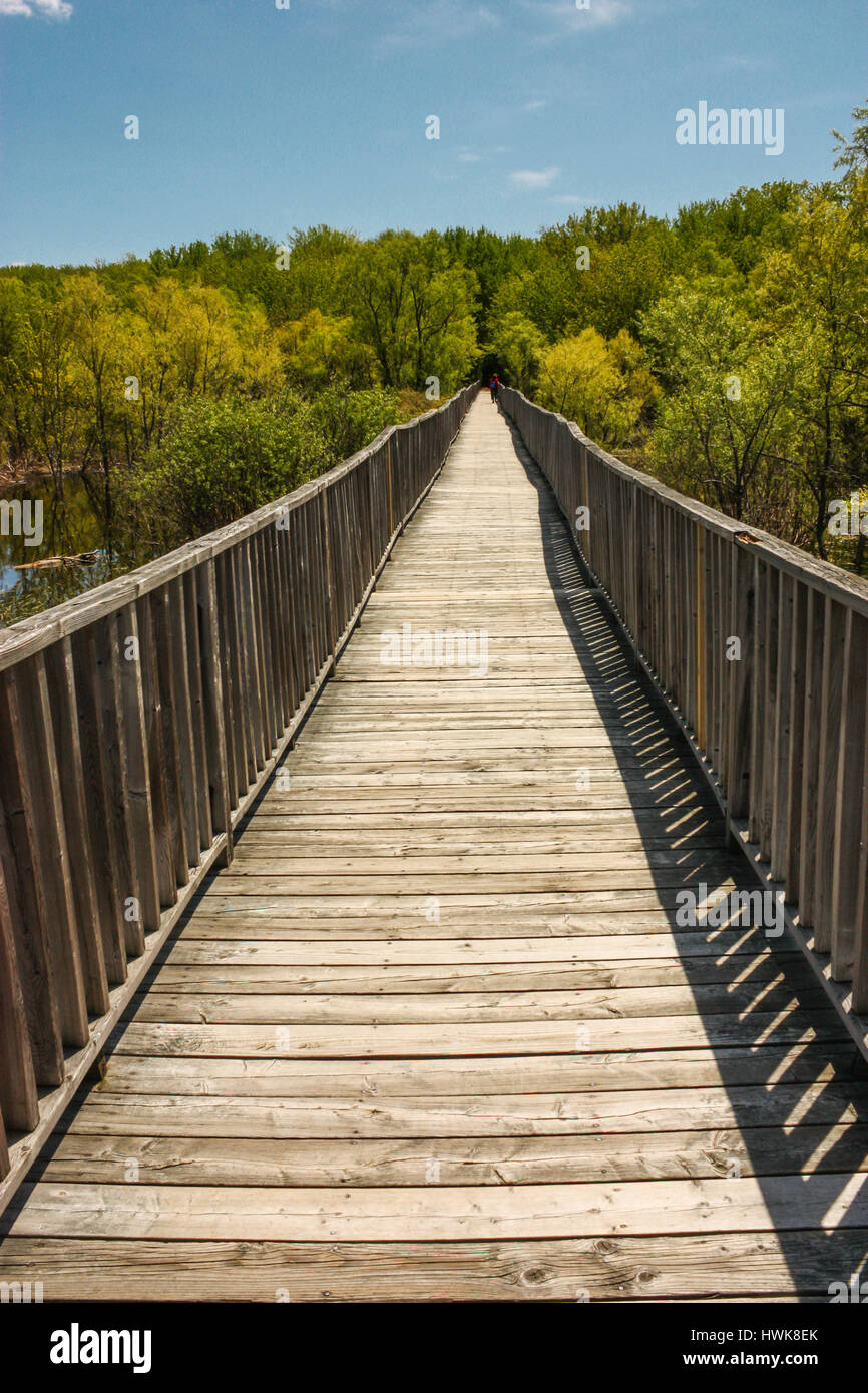 long wooden pathway going to the forest Stock Photo - Alamy