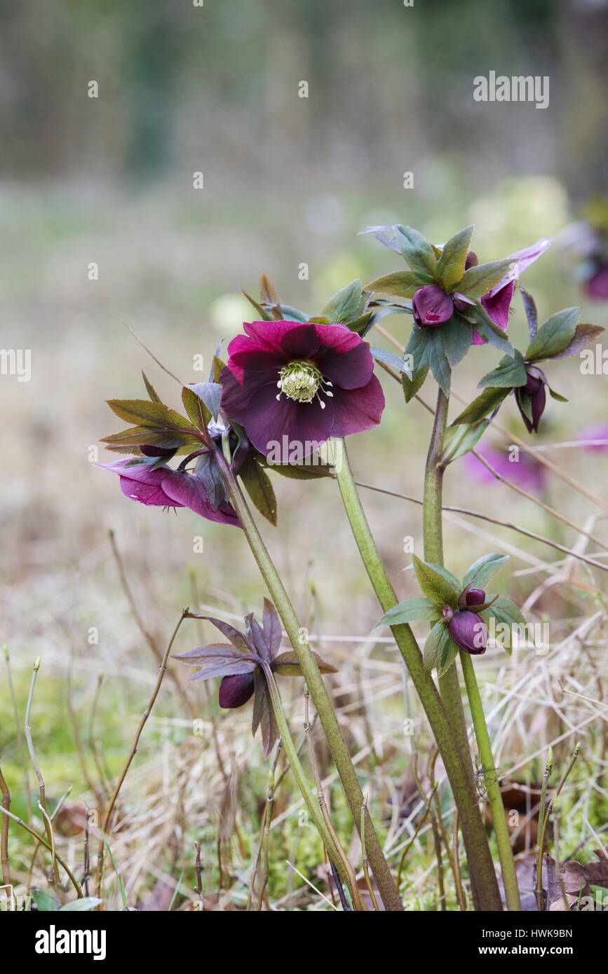 Helleborus orientalis 'Red Lady' . Hellebore. Lenten Rose in a woodland ...