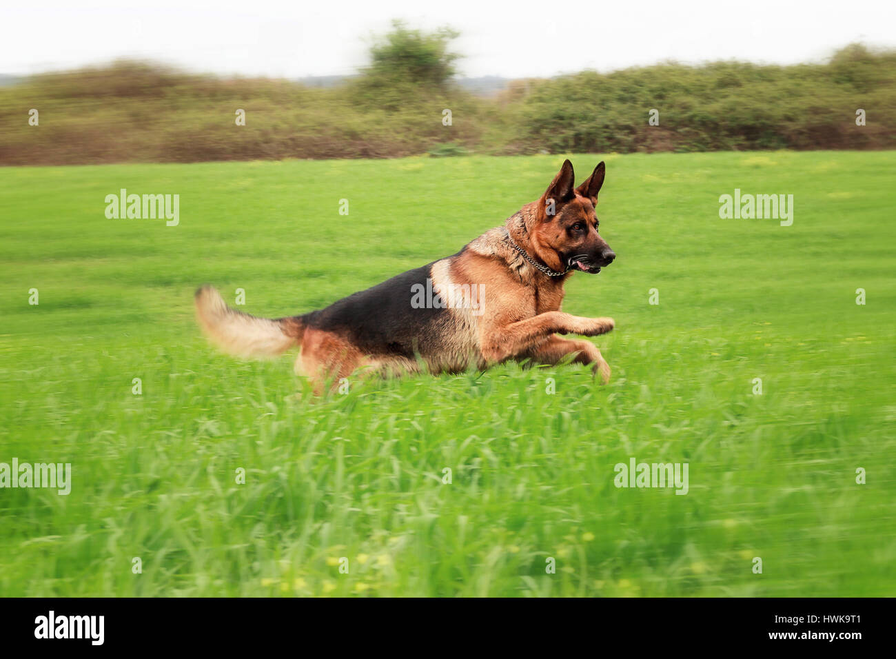 Adult German shepherd running in a green meadow. panning effect Stock ...
