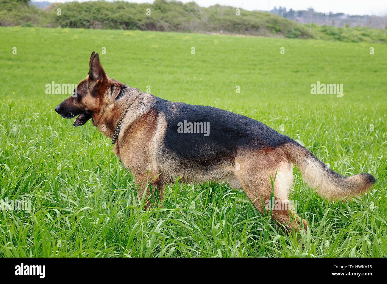Profile portrait of german shepherd dog hi-res stock photography and ...