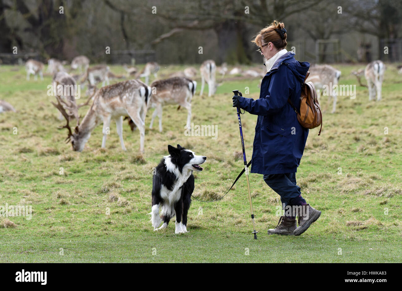 Dog lead walking uk hi-res stock photography and images - Alamy